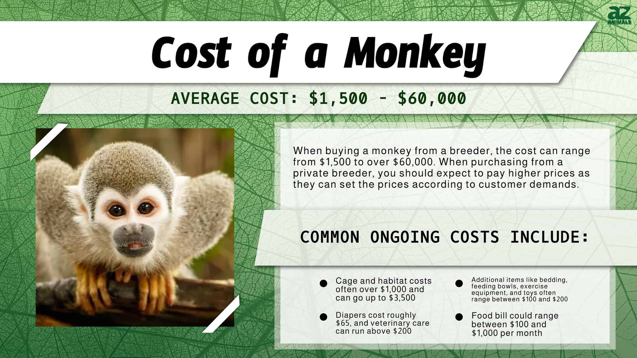 How Much It Costs to Own a Monkey in 2024: Is It Worth the Price Tag ...