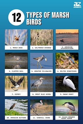 12 Impressive Types of Marsh Birds - A-Z Animals