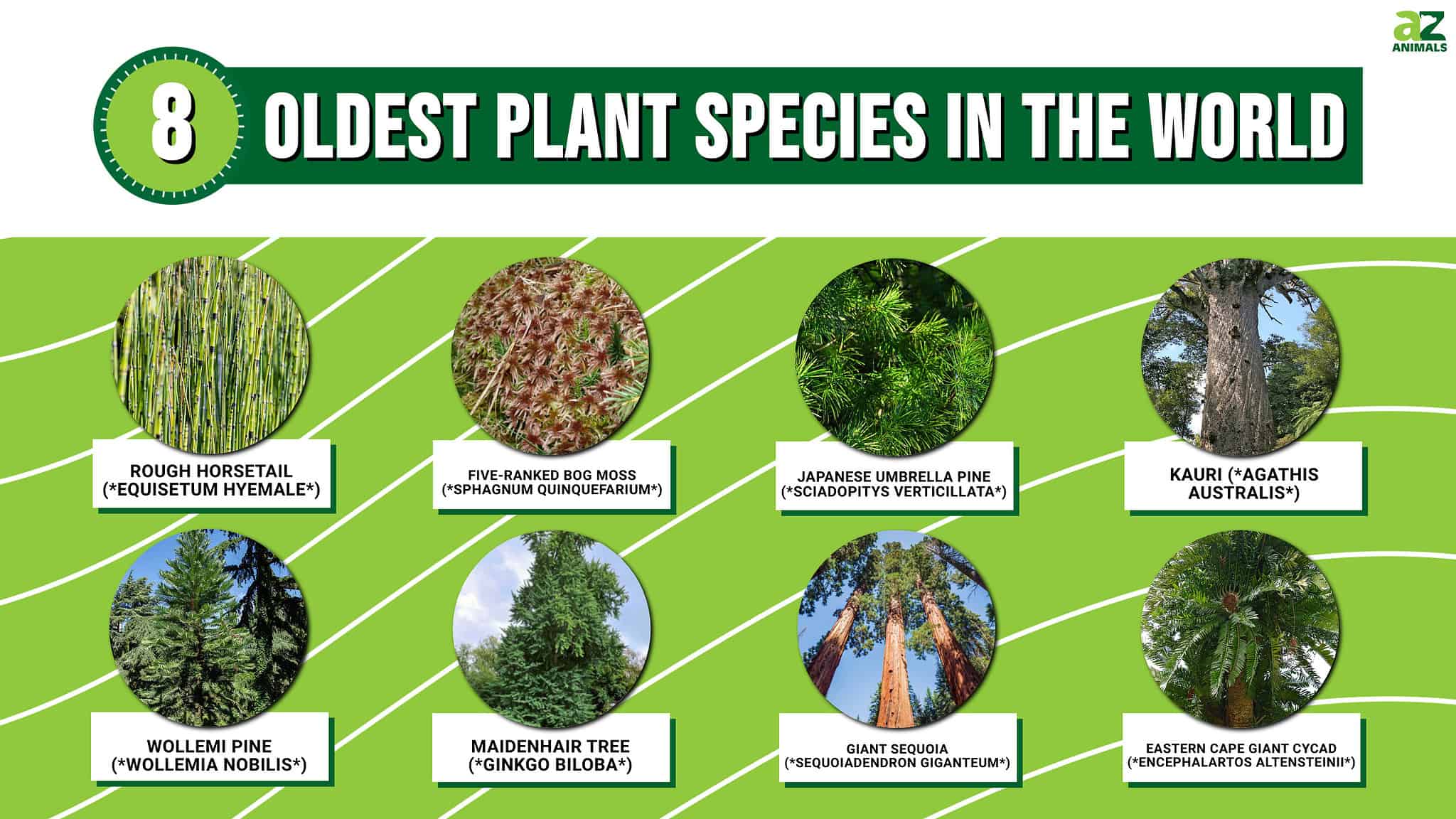 The 8 Oldest Plant Species in the World - A-Z Animals