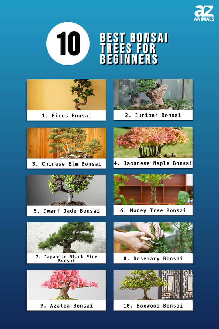 The 10 Best Bonsai Trees for Beginners - A-Z Animals