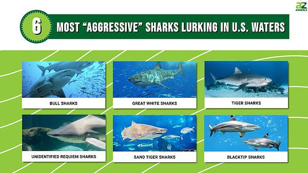 The 6 Most "Aggressive" Sharks Lurking in U.S. Waters - A-Z Animals