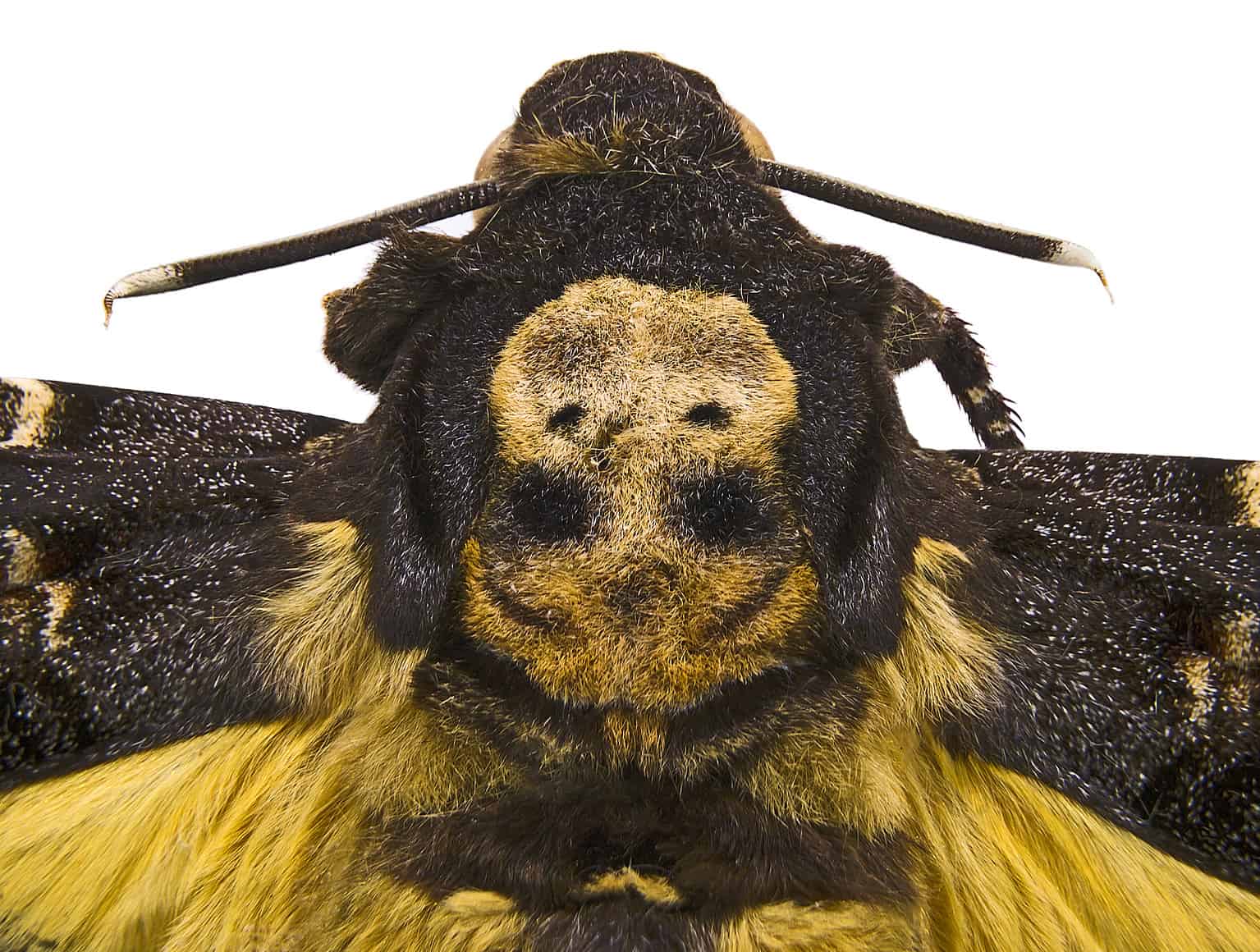 Discover the Ominous Meaning of the Death's-Head Hawkmoth - A-Z Animals