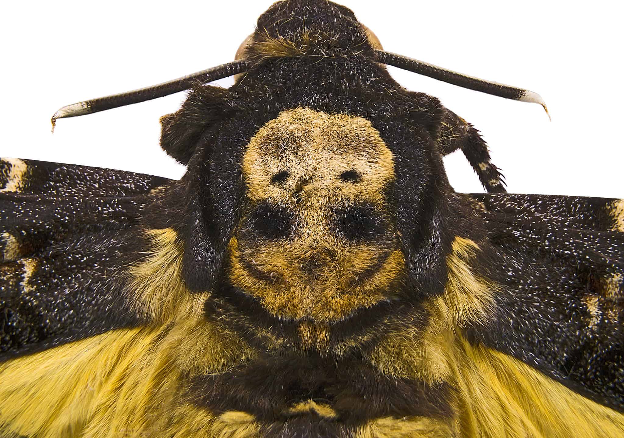 Discover the Ominous Meaning of the Death's-Head Hawkmoth - A-Z Animals