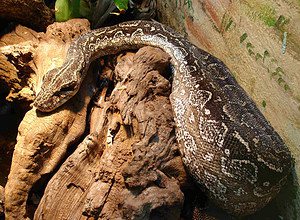 Complete List of All Boa Snakes Ever Found - A-Z Animals