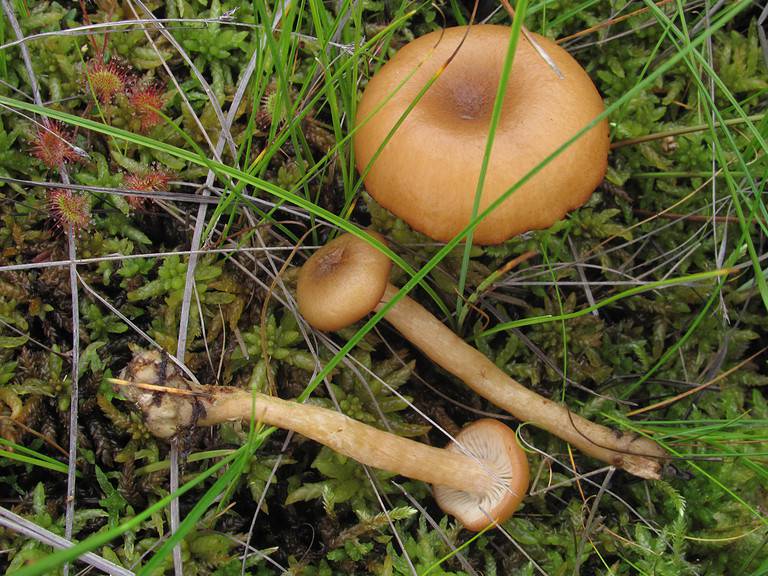 11 Mushrooms that Glow in the Dark - A-Z Animals