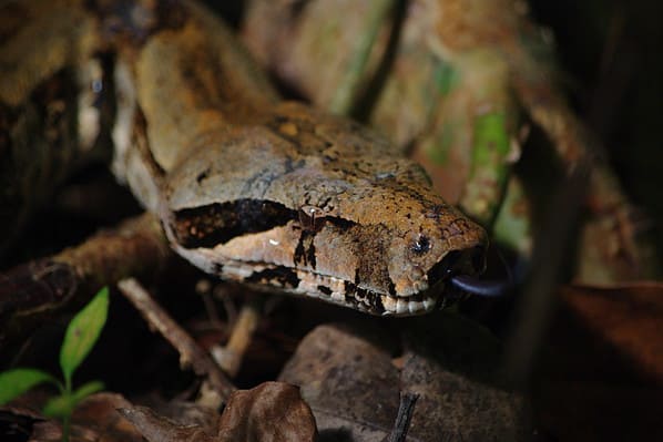 Complete List of All Boa Snakes Ever Found - A-Z Animals