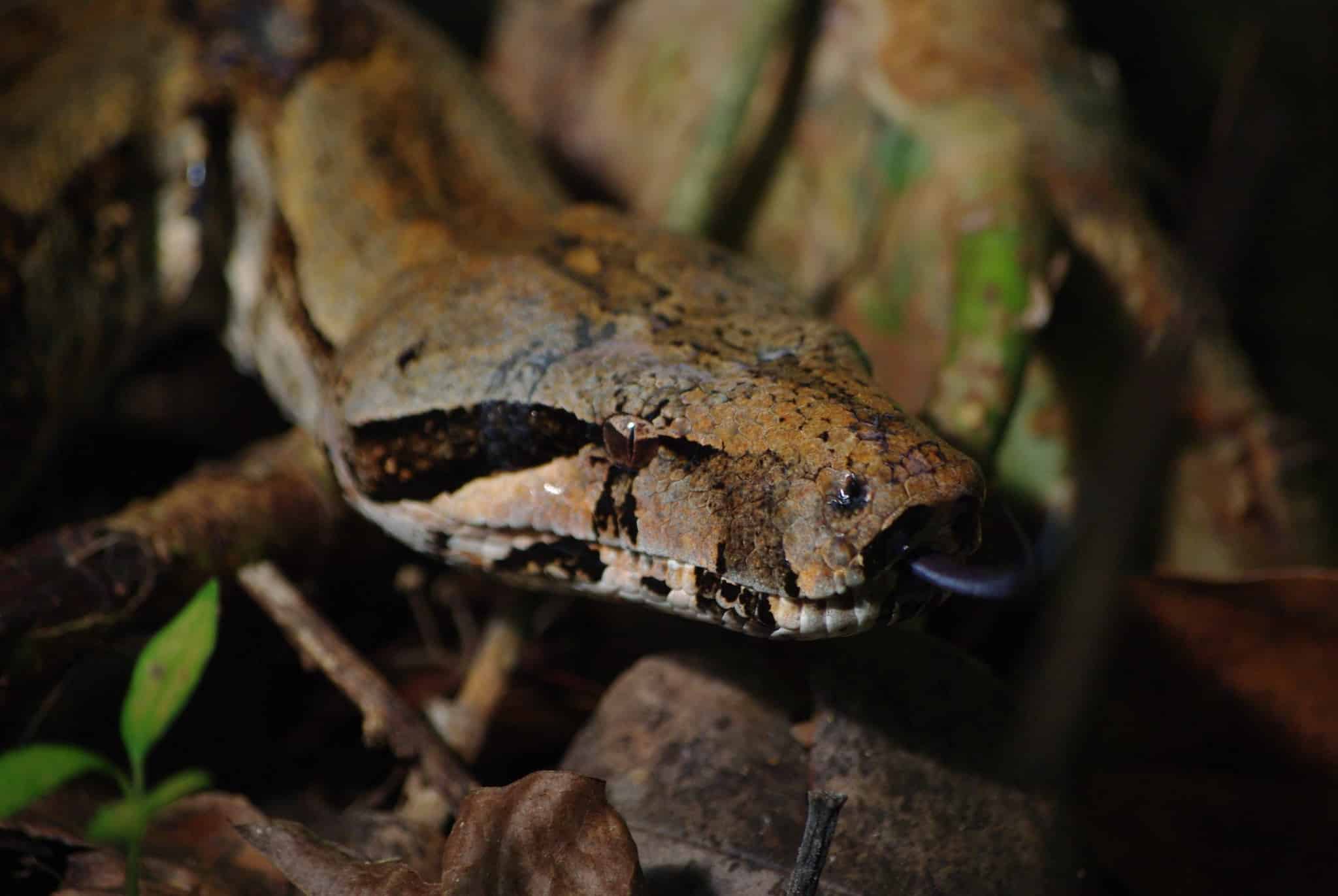 Complete List of All Boa Snakes Ever Found - A-Z Animals