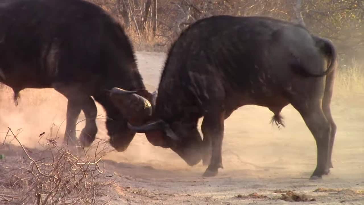 Buffalo Bulls Clash in a Test of Strength and Dominance - A-Z Animals