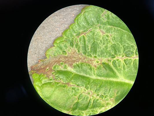 Thrips Identification Guide: How to Spot These Pesky Pests - A-Z Animals