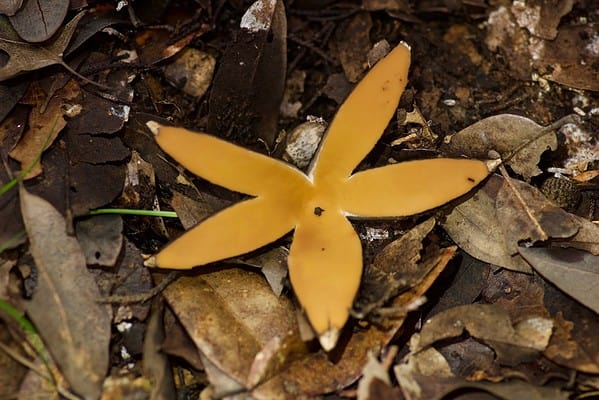 5 Mushrooms that Look Like Flowers - A-Z Animals