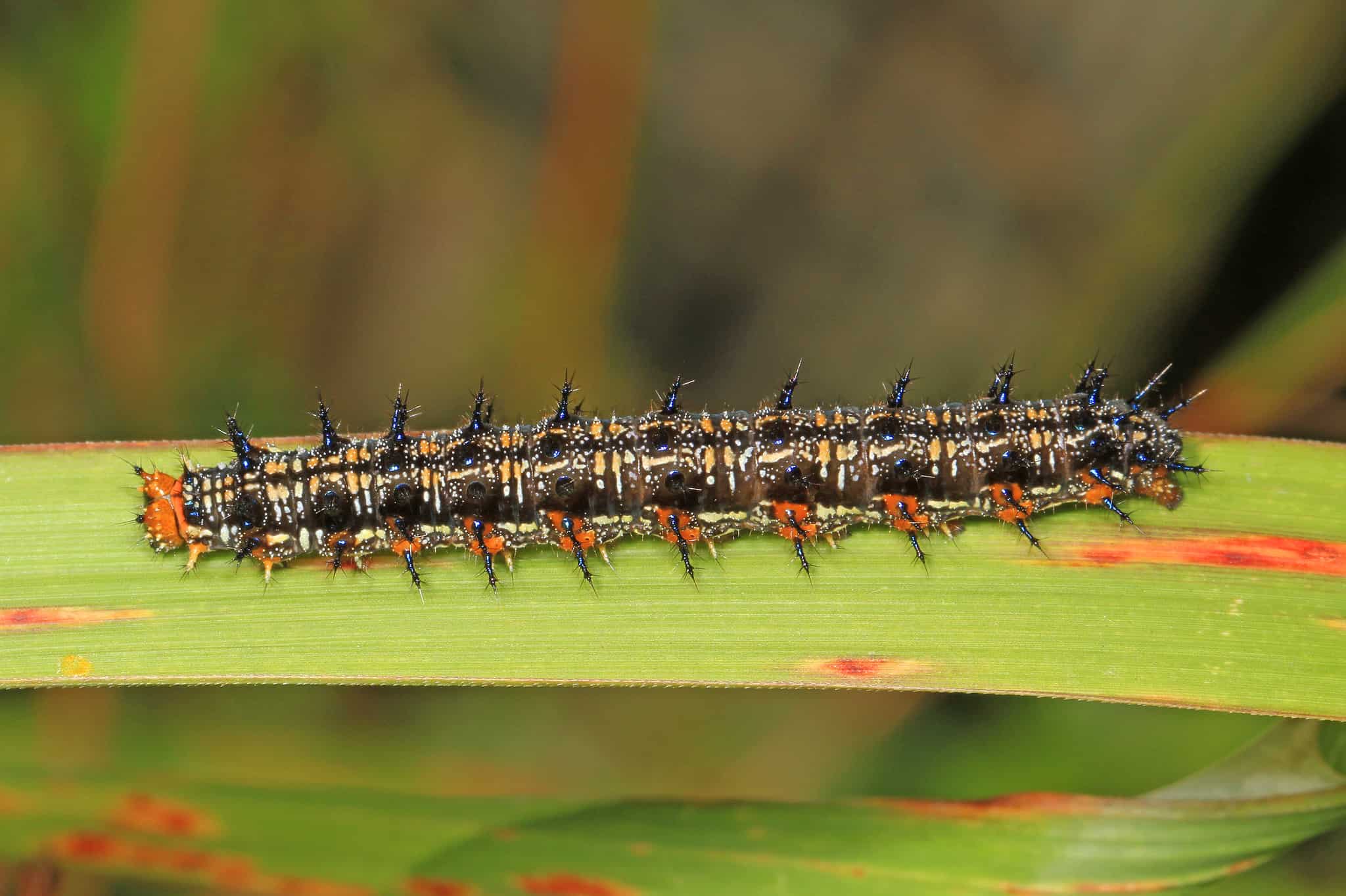 20 Caterpillars Found in Tennessee (10 Are Poisonous) - A-Z Animals