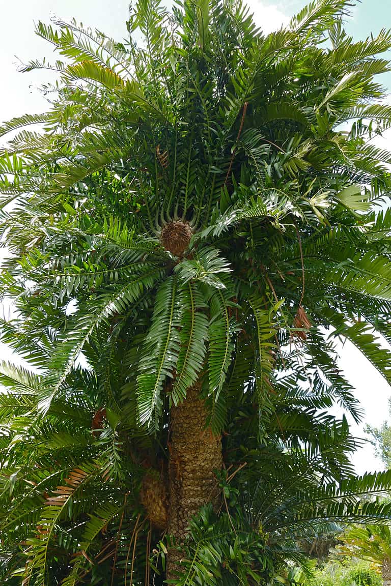 The 8 Oldest Plant Species in the World - A-Z Animals