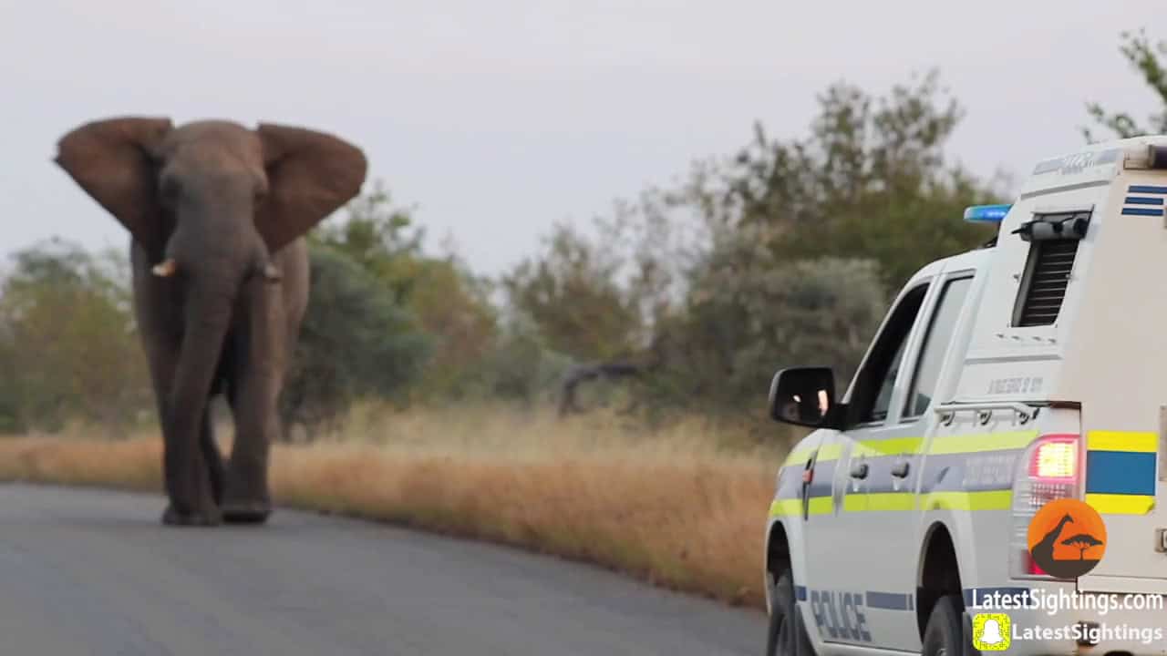 Elephant vs. Wild Dogs, and a Police Car? Elephant Shows Who’s Boss - A ...