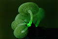 11 Mushrooms that Glow in the Dark - A-Z Animals