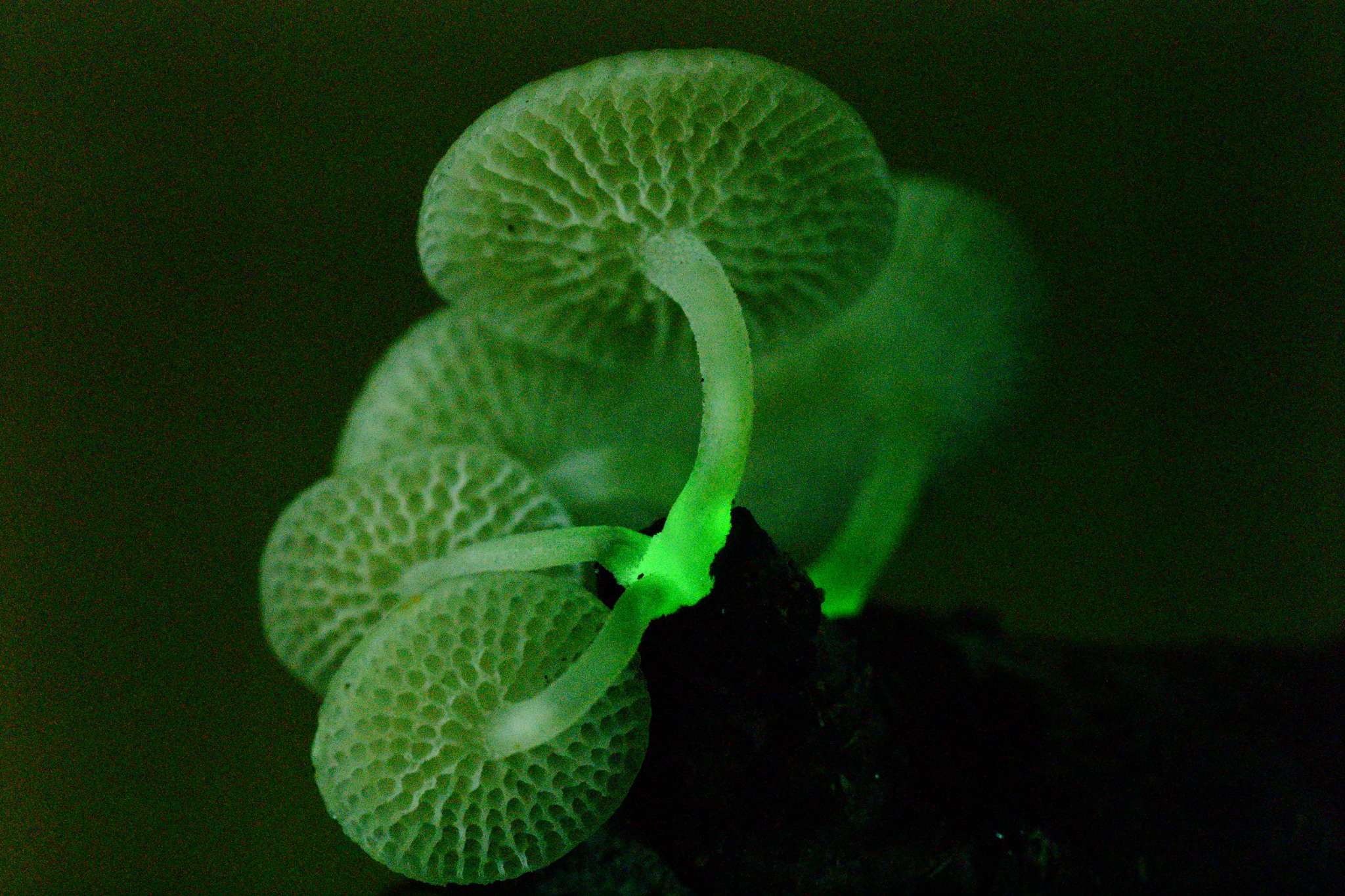 11 Mushrooms that Glow in the Dark - A-Z Animals