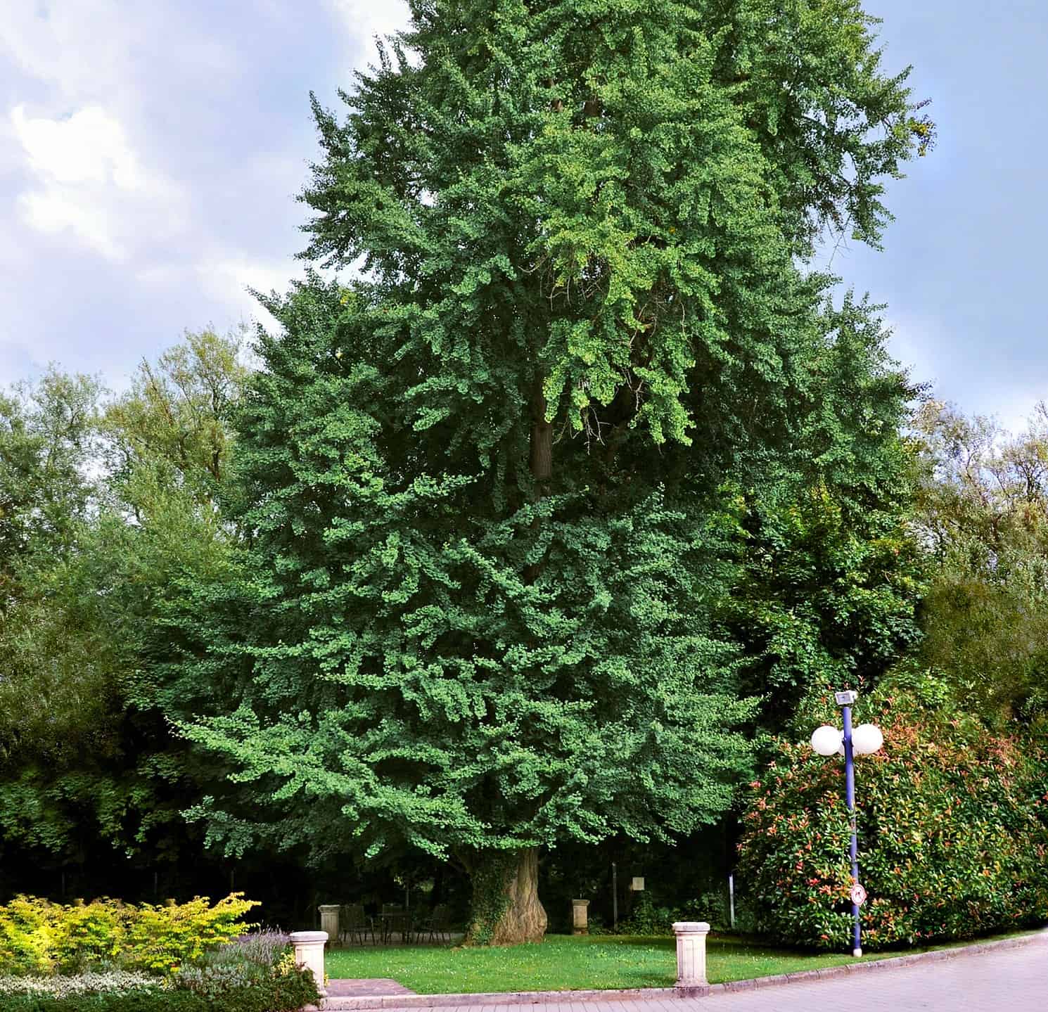 The 8 Oldest Plant Species in the World - A-Z Animals