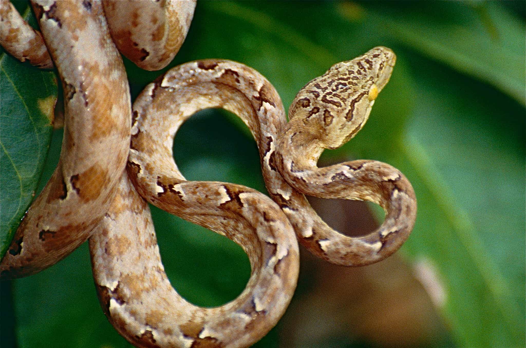 Complete List of All Boa Snakes Ever Found - A-Z Animals