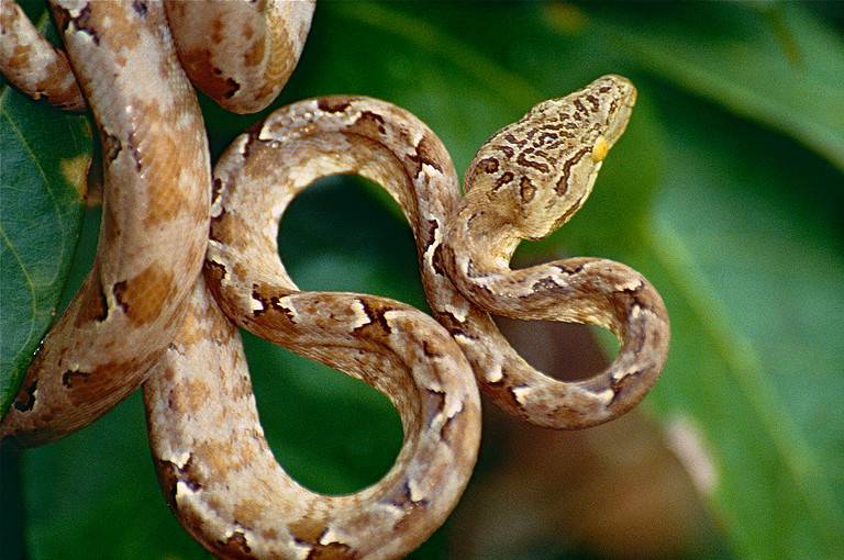 Complete List of All Boa Snakes Ever Found - A-Z Animals