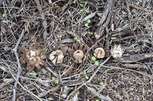 5 Mushrooms that Look Like Flowers - A-Z Animals