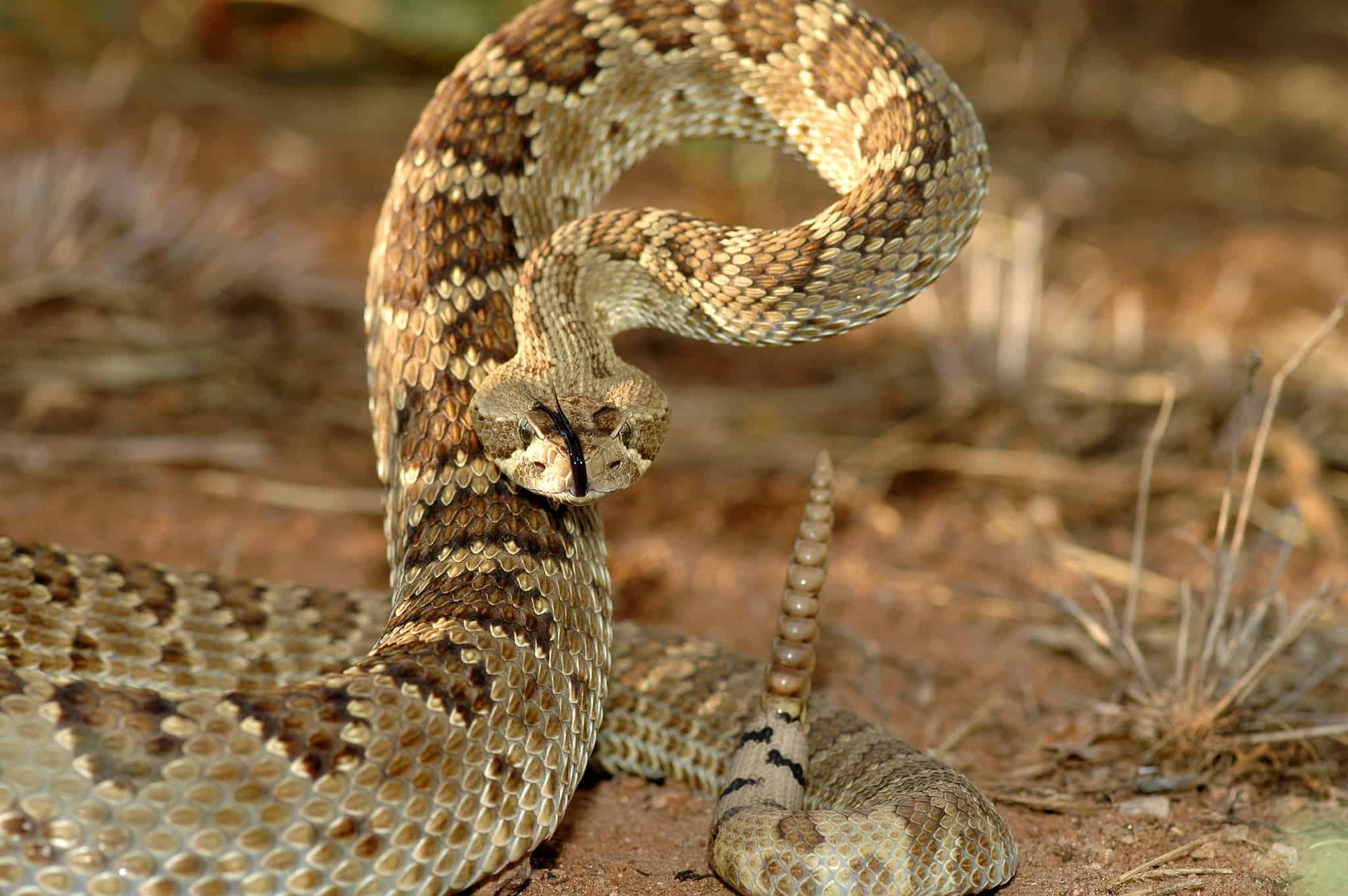 Discover 13 Snakes In Nevada - A-Z Animals