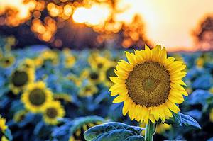 20 Incredible Flowers That Represent Change - A-Z Animals