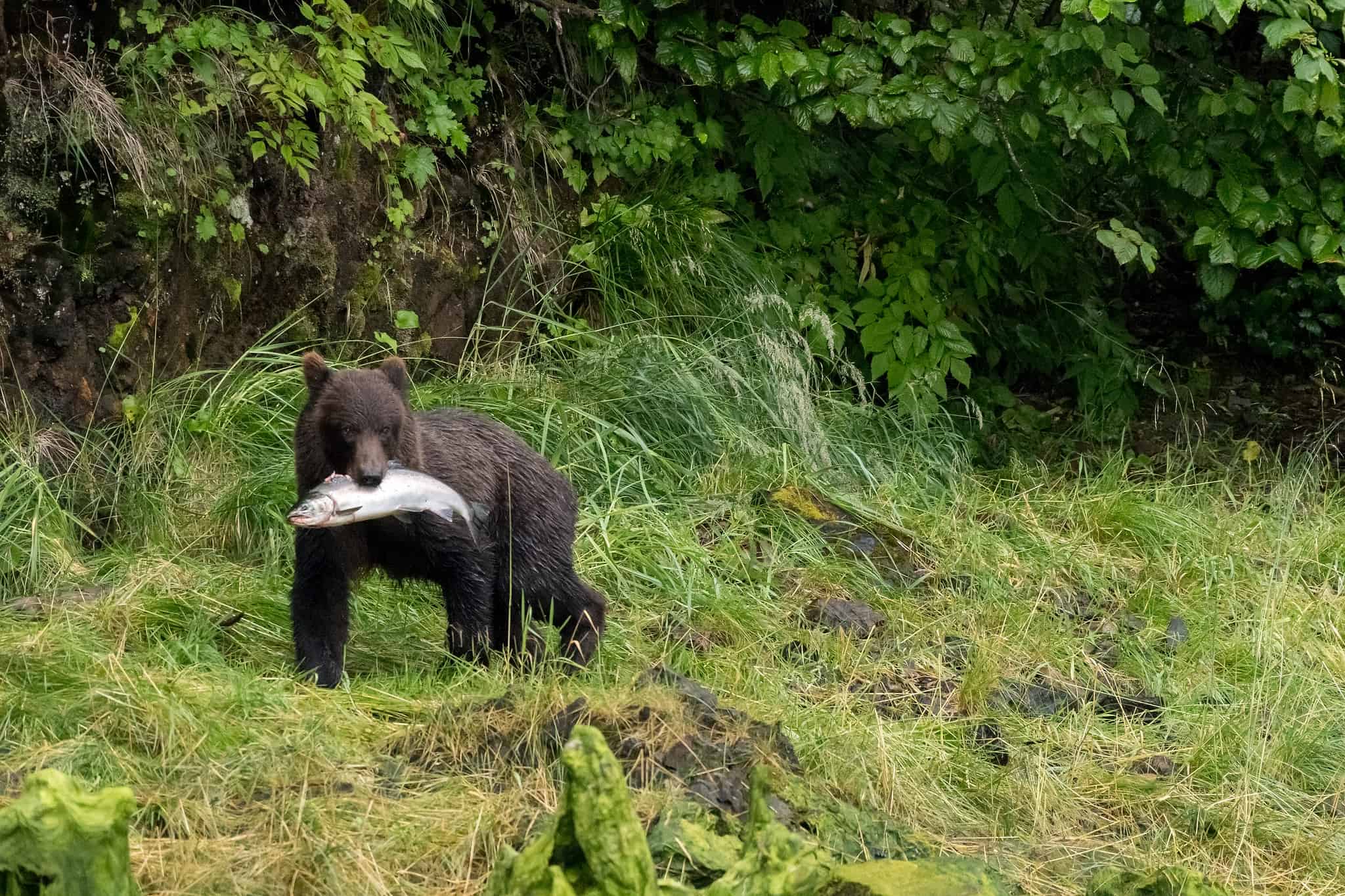 Beware of These 5 Bear Hotspots in Washington - A-Z Animals