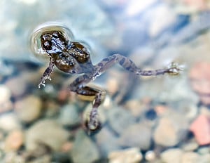 Official state animals of California