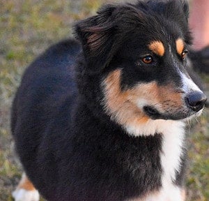 Australian Shepherd Colors and Markings: Rarest to Most Common - A-Z ...