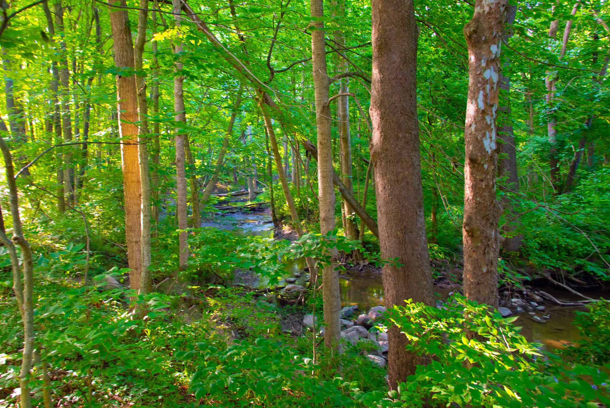 Discover the 3 Most Dangerous Animals Patrolling Indiana's Skies - A-Z ...