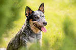 Australian Cattle Dog Training Guide: Recommended Cues, Timelines, and ...
