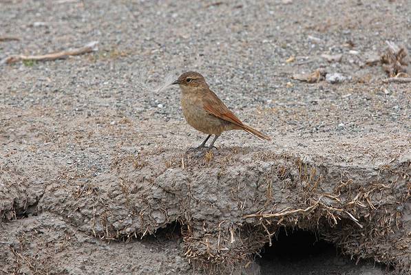 Discover 10 Amazing Birds That Start With E - A-Z Animals