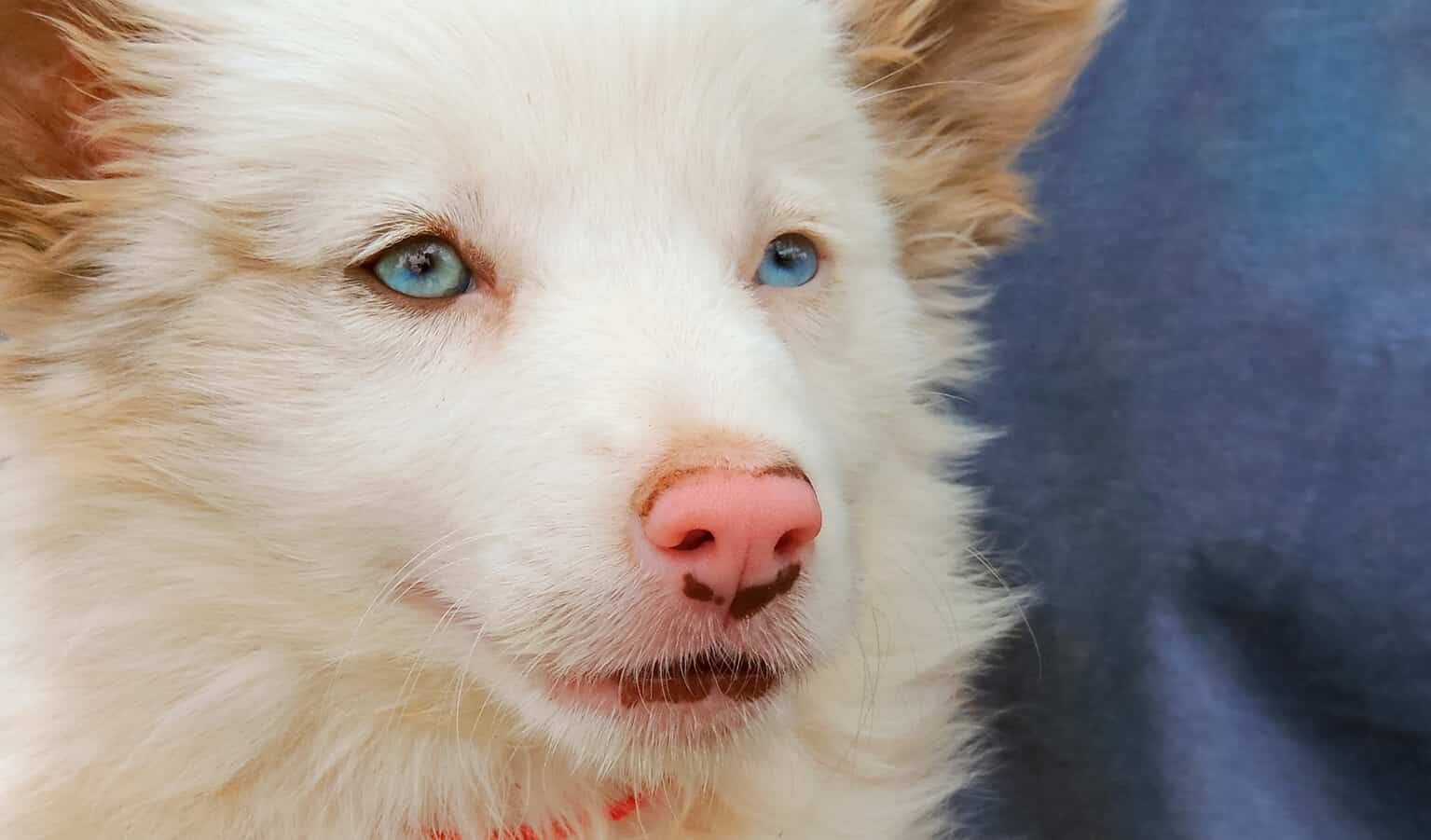 Australian Shepherd Colors and Markings: Rarest to Most Common - A-Z ...