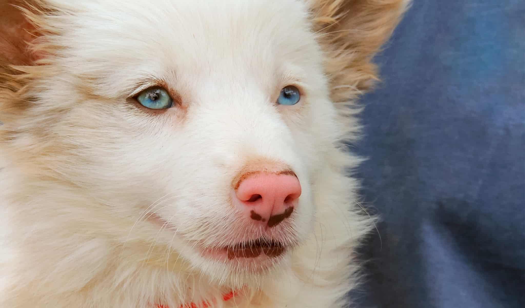 Australian Shepherd Colors and Markings: Rarest to Most Common - A-Z ...