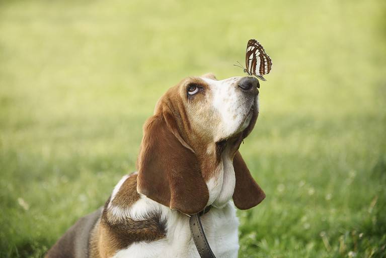 The 200+ Best Native American Dog Names - A-Z Animals