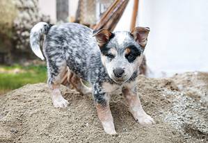 Australian Cattle Dog Training Guide: Recommended Cues, Timelines, and ...