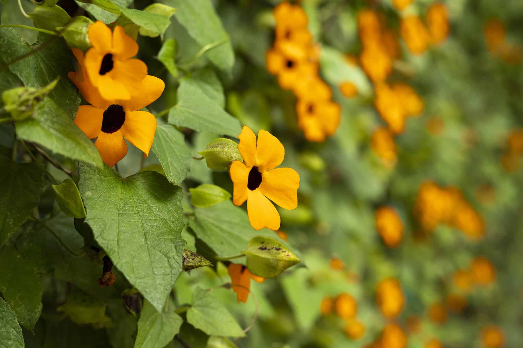 The 22 Best and Most Dynamic Indoor Vining and Climbing Plants - A-Z ...
