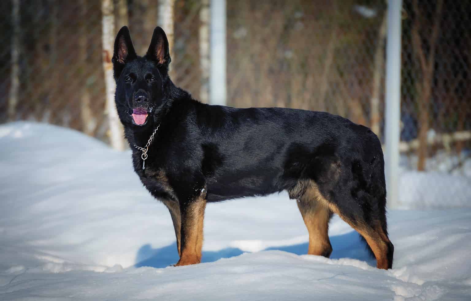 The Top 11 Reasons German Shepherds Are the Perfect Family Dog - A-Z ...