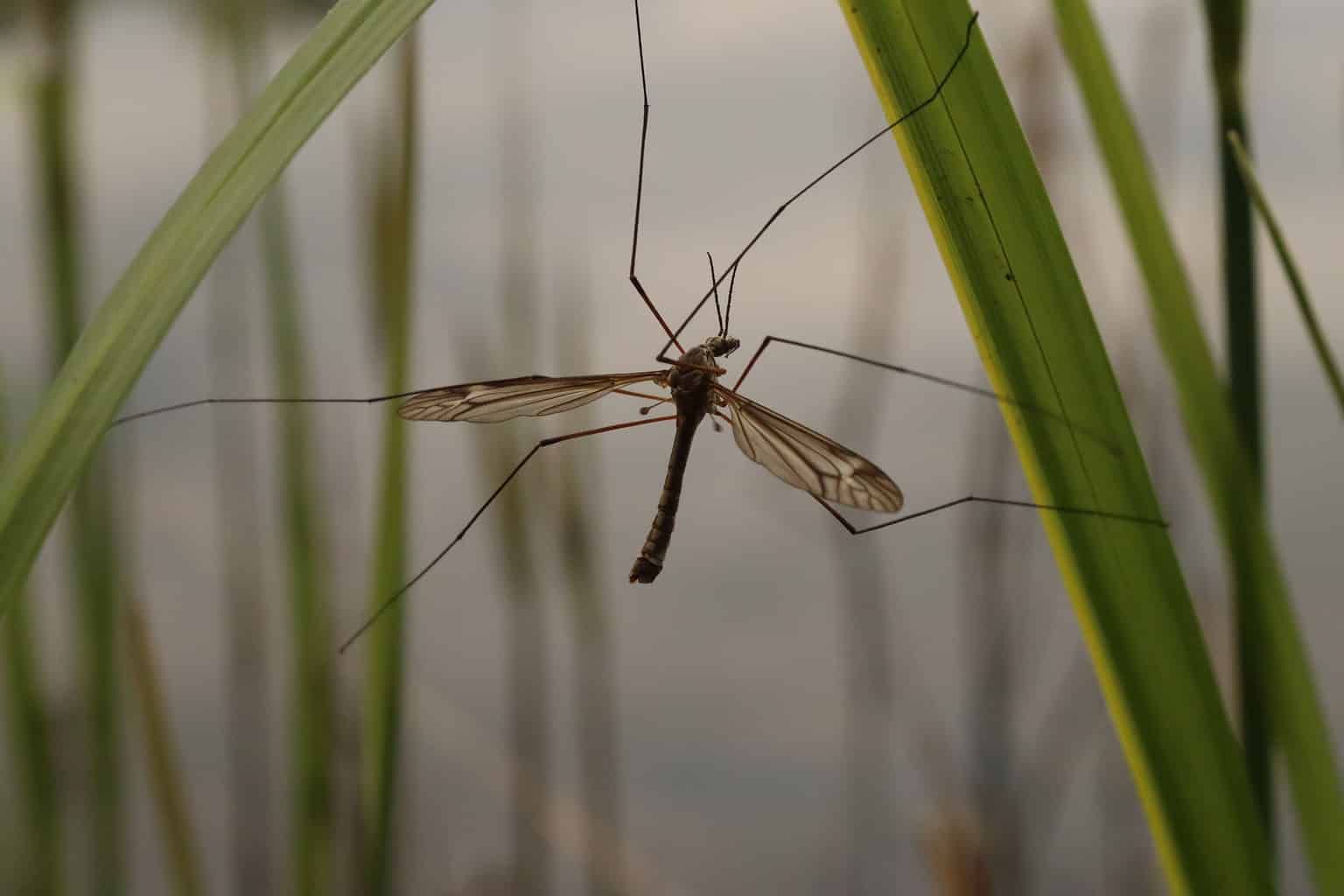 Everything’s Bigger in Texas — Including These 9 Enormous Insects - A-Z ...