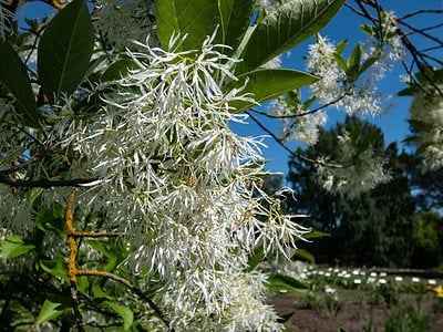 10 Gorgeous Flowering Trees That Thrive in Virginia - A-Z Animals