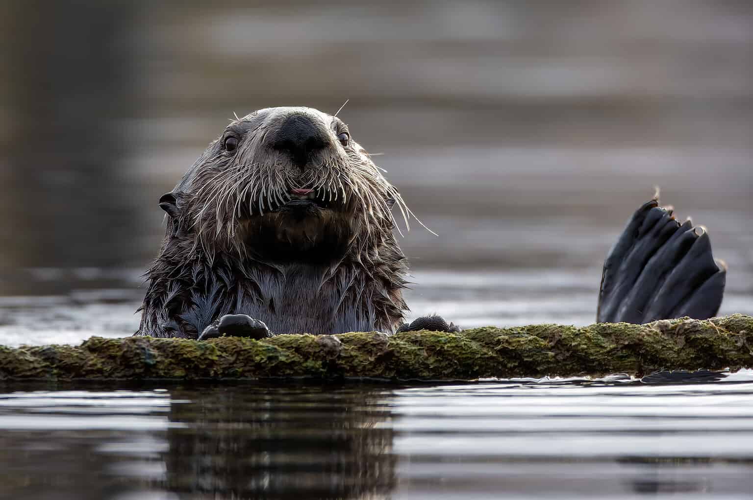 Are Sea Otters Endangered and How Many Are Left In the World? - A-Z Animals