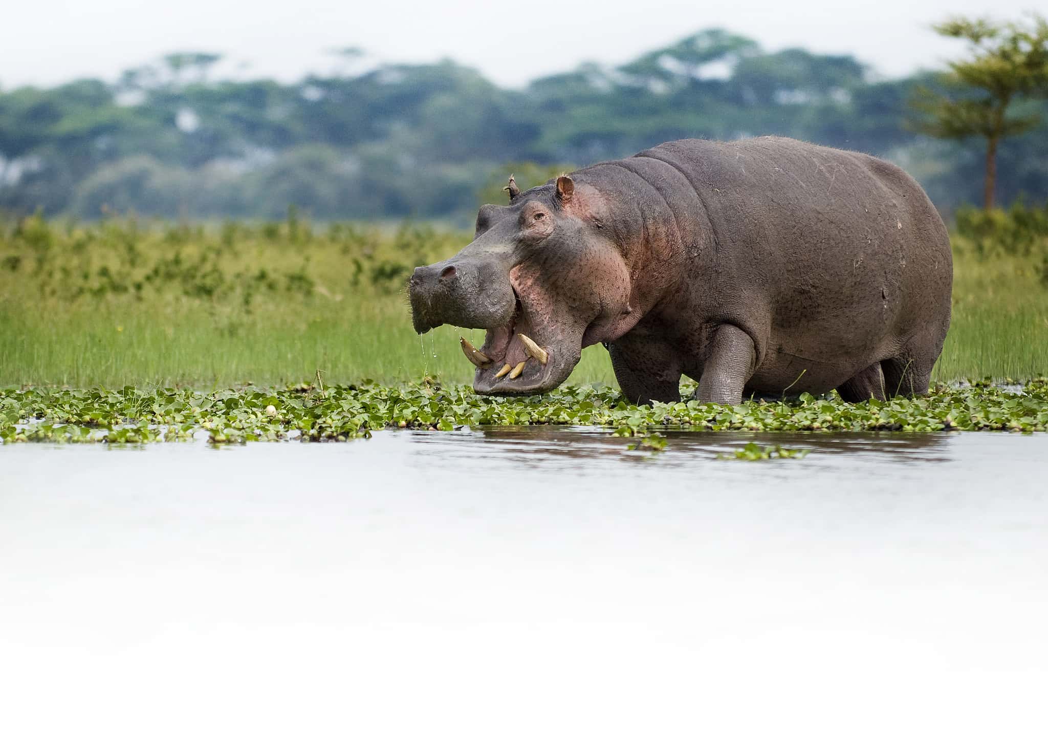 Discover Why Hippos Spray Their Poop Like a Fast Sprinkler - A-Z Animals