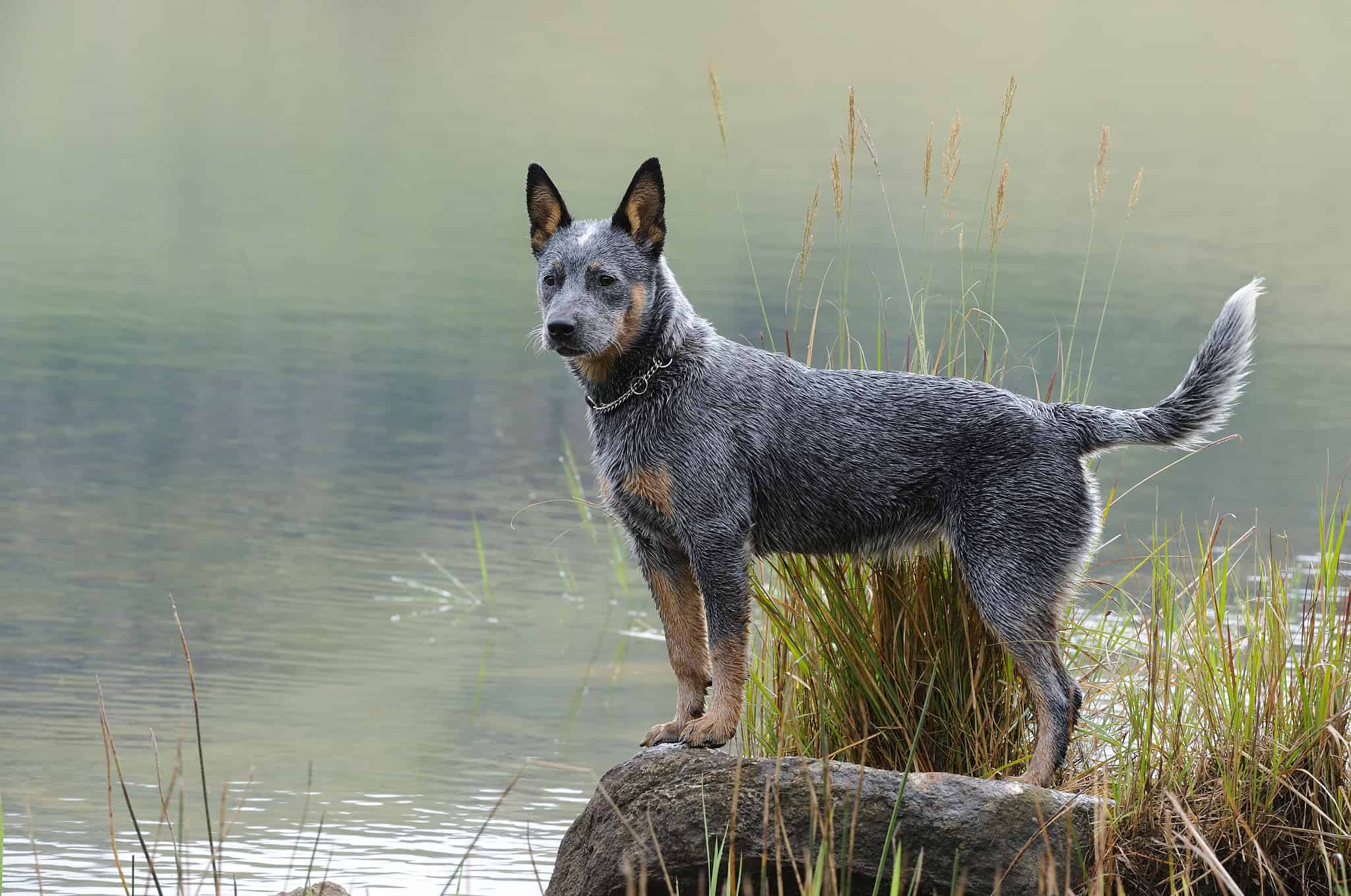 Australian Cattle Dog Colors - A-Z Animals