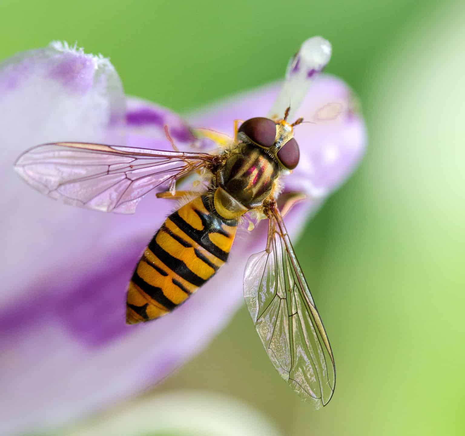 Have You Ever Seen a Flower Fly Drink Nectar? - A-Z Animals