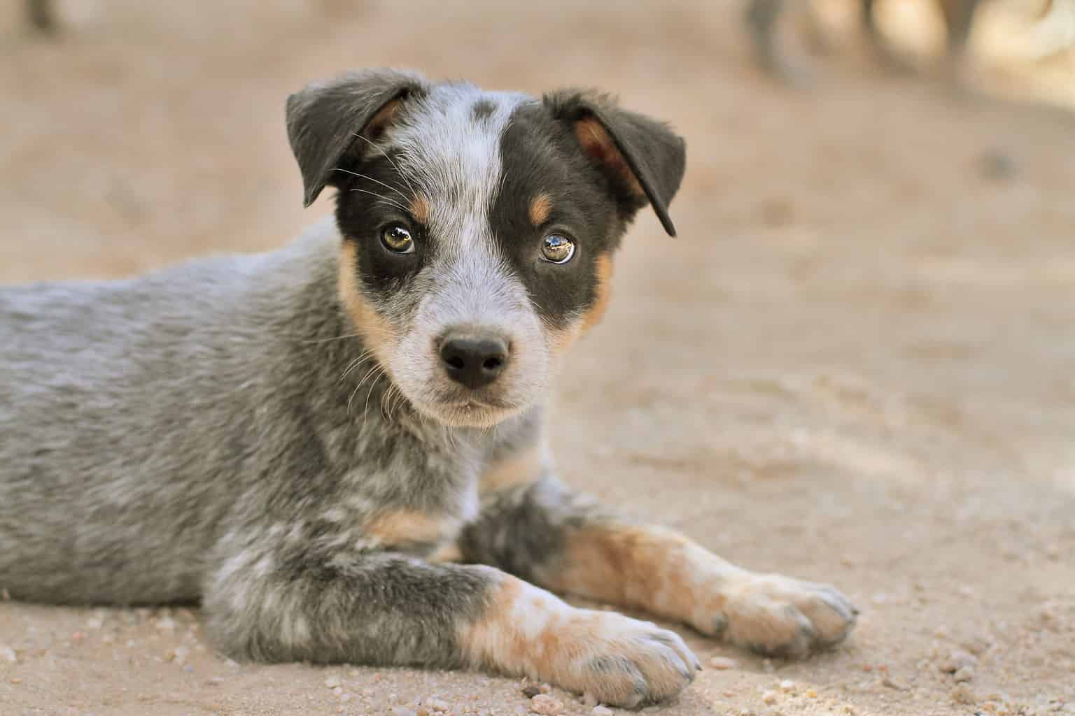 Meet the Australian Cattle Dog: A Breed with Dingo Roots and a Guinness ...