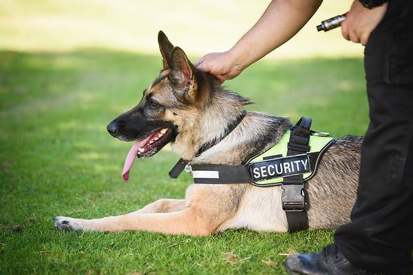 The Most Common Police Dog Breeds Around the World - A-Z Animals