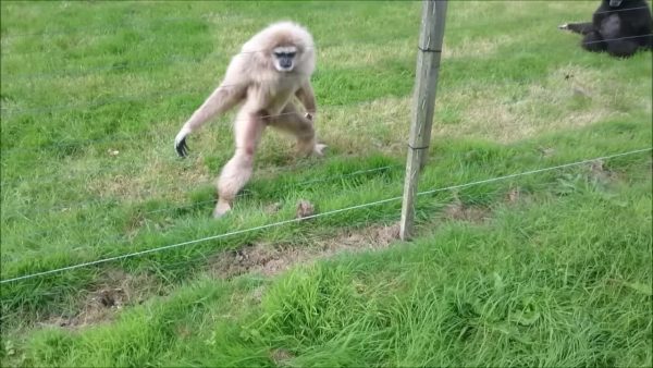 Why Does a Gibbon Lose Its Mind After Spotting a Hedgehog Nearby? - A-Z ...