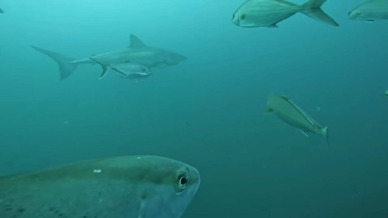 Hear This Diver's Underwater Scream When a Great White Shark Suddenly ...