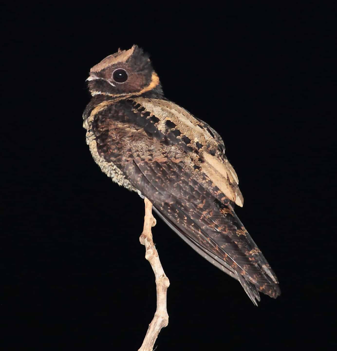 Great Eared Nightjar: The Bird That Looks Like a Dragon - A-Z Animals