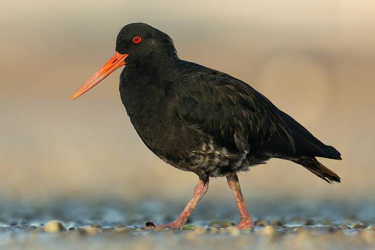 Discover 19 Incredible Birds That Start With V - A-Z Animals