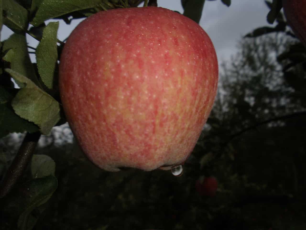 Pink Diamond Apple Logo